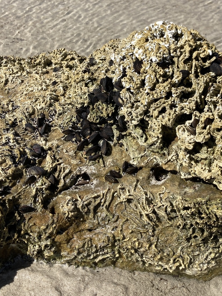 Brachidontes erosus from Moonta Bay, Port Hughes, SA, AU on January 15 ...