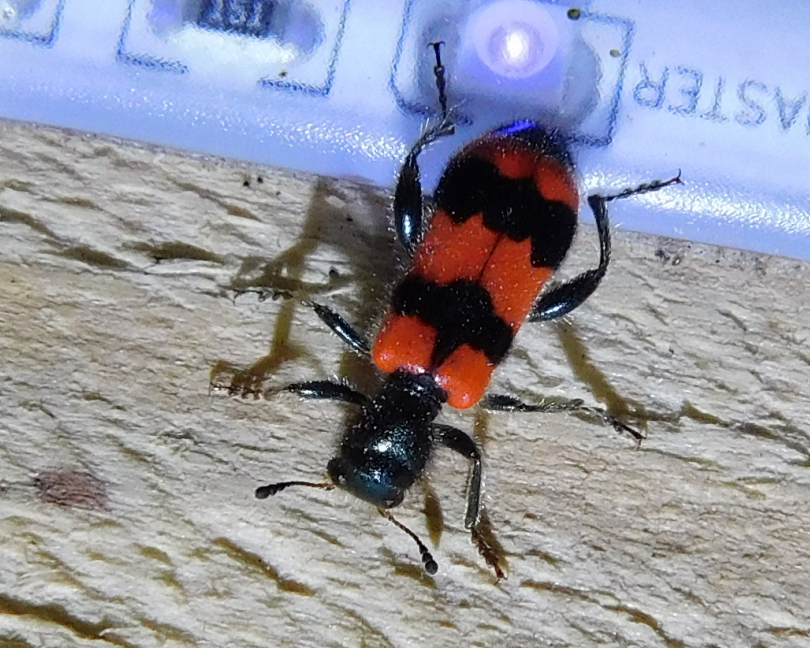 Bee-eating Beetle from Domaszék, 6781 Hungary on July 3, 2023 at 06:05 ...