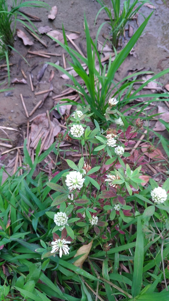 Egyptian clover from 台灣苗栗縣 on April 06, 2019 at 01:03 PM by 利承拔 ...