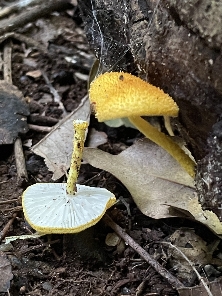 Golden-scruffy Collybia from D’Aguilar National Park, Mount Nebo, QLD ...