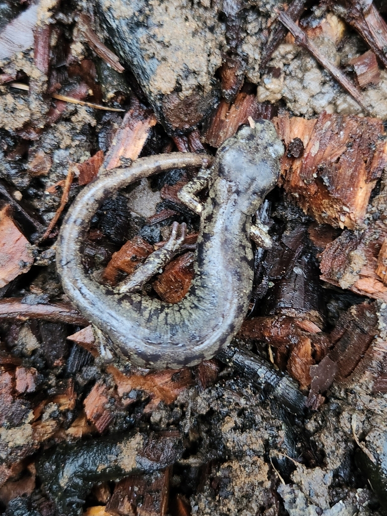 Wandering Salamander in January 2024 by Patrick Hoffman · iNaturalist