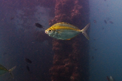 Goldstripe Ponyfish (Karalla daura) · iNaturalist