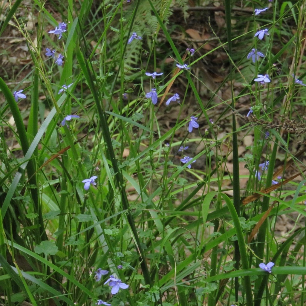 Forest Lobelia from Whian Whian NSW 2480, Australia on November 15, 2023 at 10:05 AM by rosewise ...