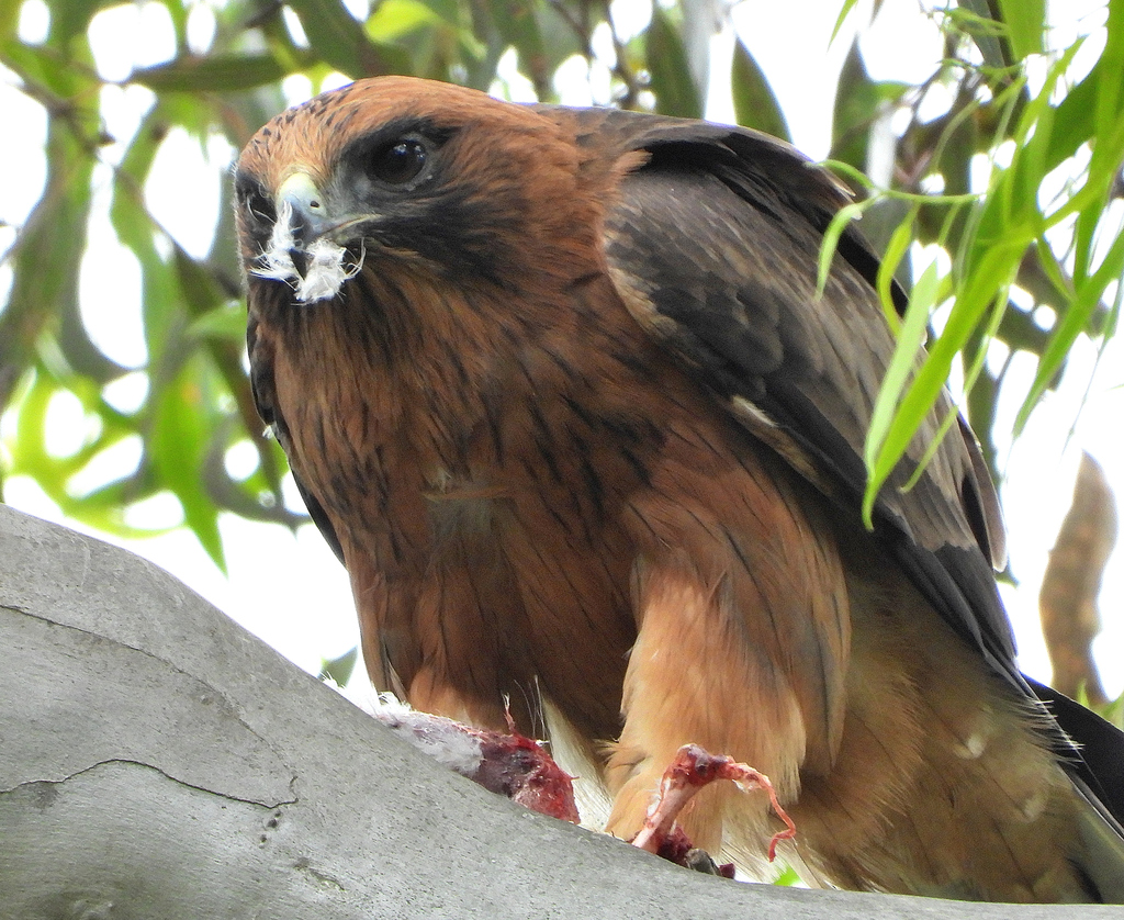 Little Eagle (Hieraaetus morphnoides) - Avian Discovery