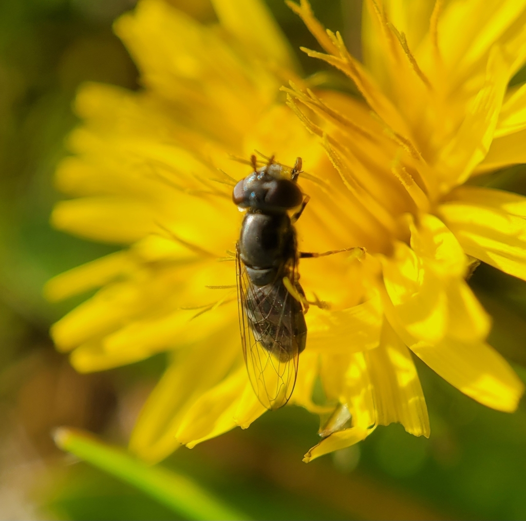 Hover Flies from Warm Springs, Fremont, CA 94539, USA on January 14 ...