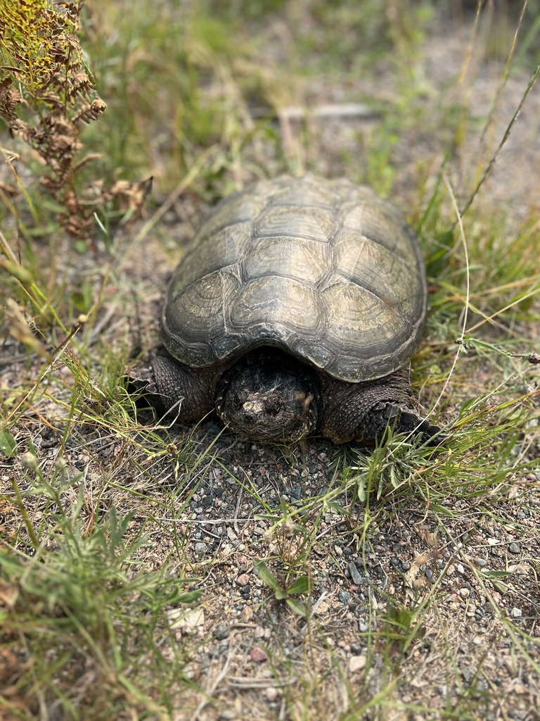 Common Snapping Turtle from Trout Lake, Algoma, Unorganized, North Part ...