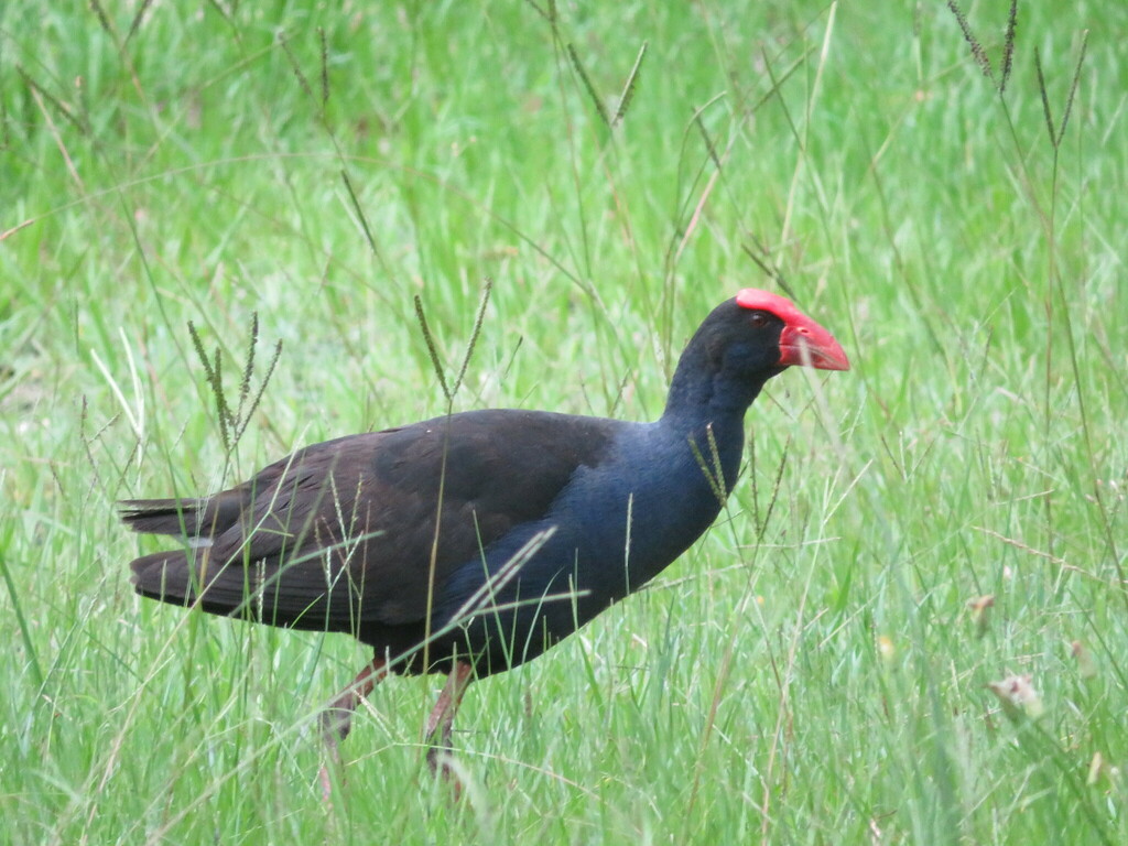 Australasian Swamphen from Brisbane QLD, Australia on January 15, 2024 ...