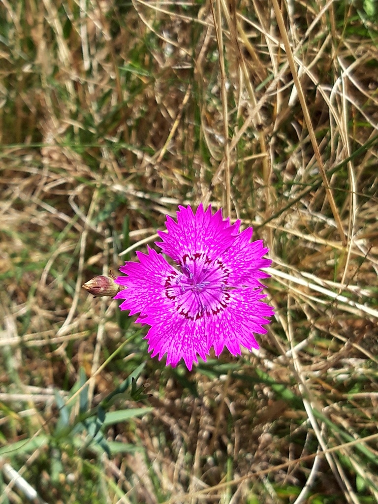 Ragged Pink from 15400 Collandres, France on July 21, 2022 at 03:35 PM ...