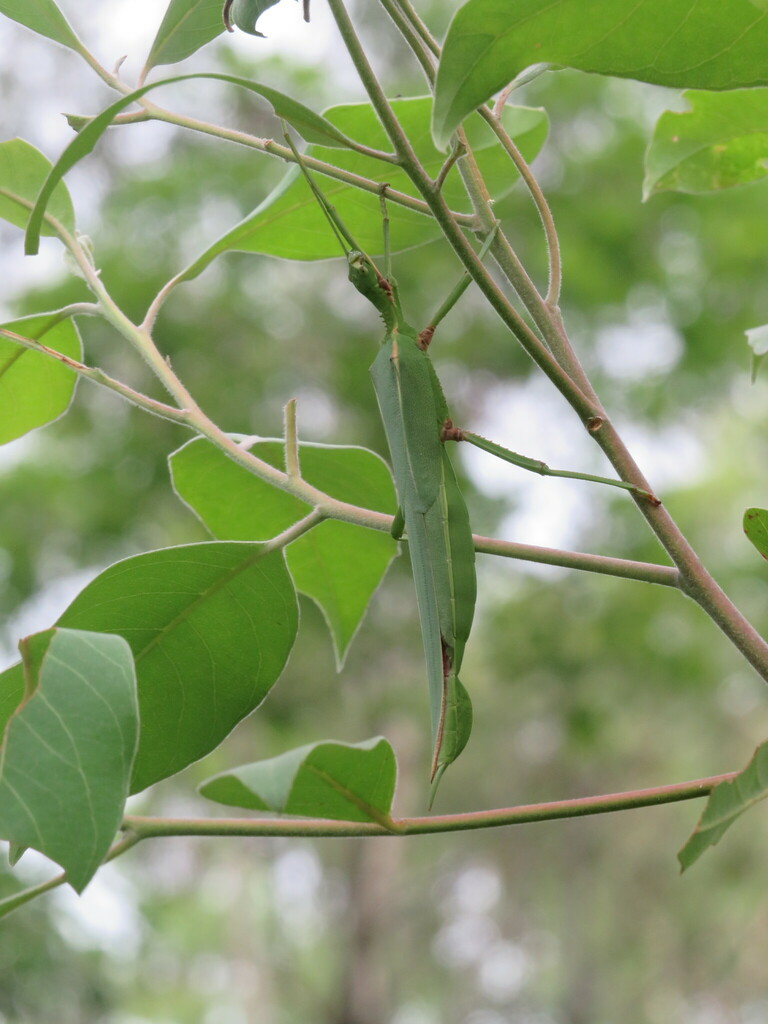 Red-winged Stick Insect from Brisbane QLD, Australia on January 15 ...