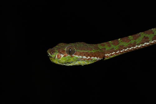 Phuket Pit Viper (Trimeresurus phuketensis) - Snakes and Lizards