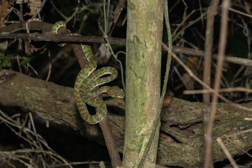 Phuket Pit Viper (Trimeresurus phuketensis) - Snakes and Lizards