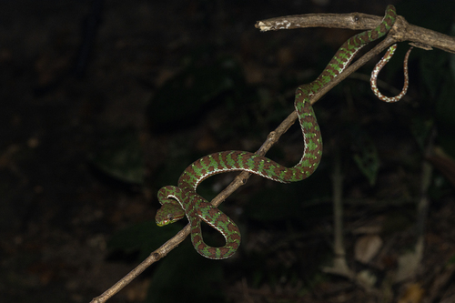 Phuket Pit Viper (Trimeresurus phuketensis) - Snakes and Lizards