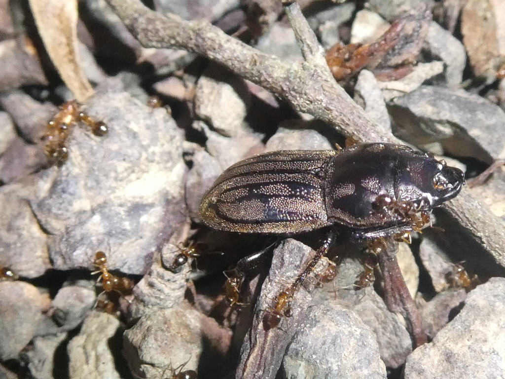 New Zealand Reticulated Stag Beetle from Shakespeare Bay 7281, New ...