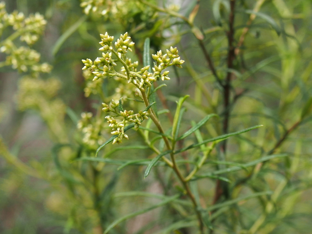 flowering plants from Oxley Wild Rivers National Park, Walcha, NSW, AU ...