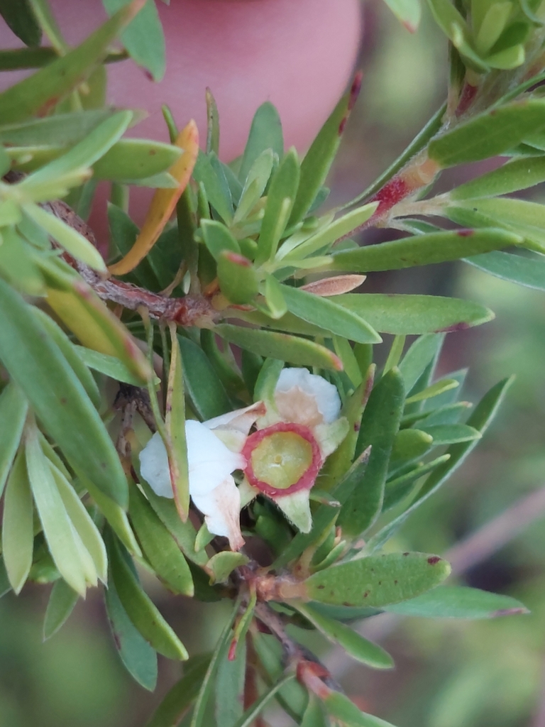 Tea Trees from Westleigh NSW 2120, Australia on January 15, 2024 at 06: ...
