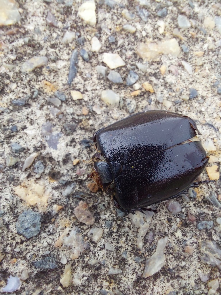 Scarabs, Stag Beetles, and Allies from Brisbane QLD, Australia on ...