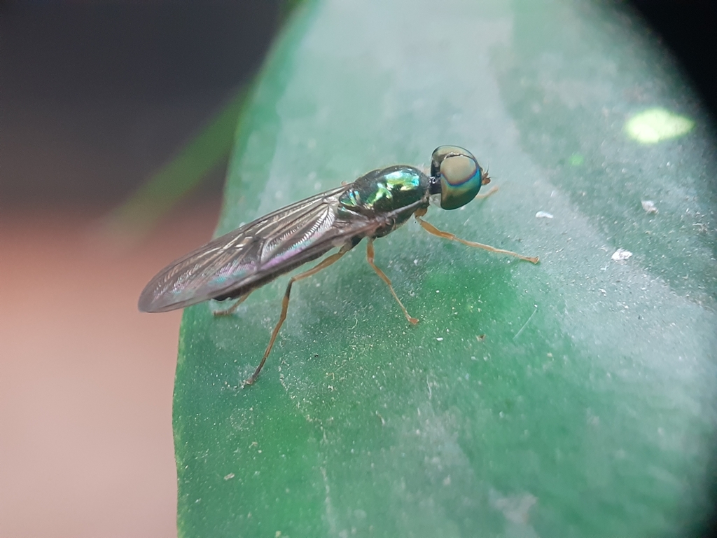 Sargus from Maharashtra Nature Park on January 15, 2024 at 07:47 AM by ...