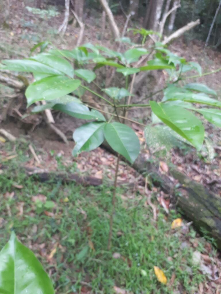 pink-flowered doughwood in January 2024 by julie4413. 2 plants beside ...