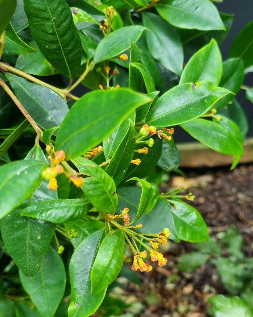 Myrtle Rust from Island Bay on January 15, 2024 by phss. The first two ...