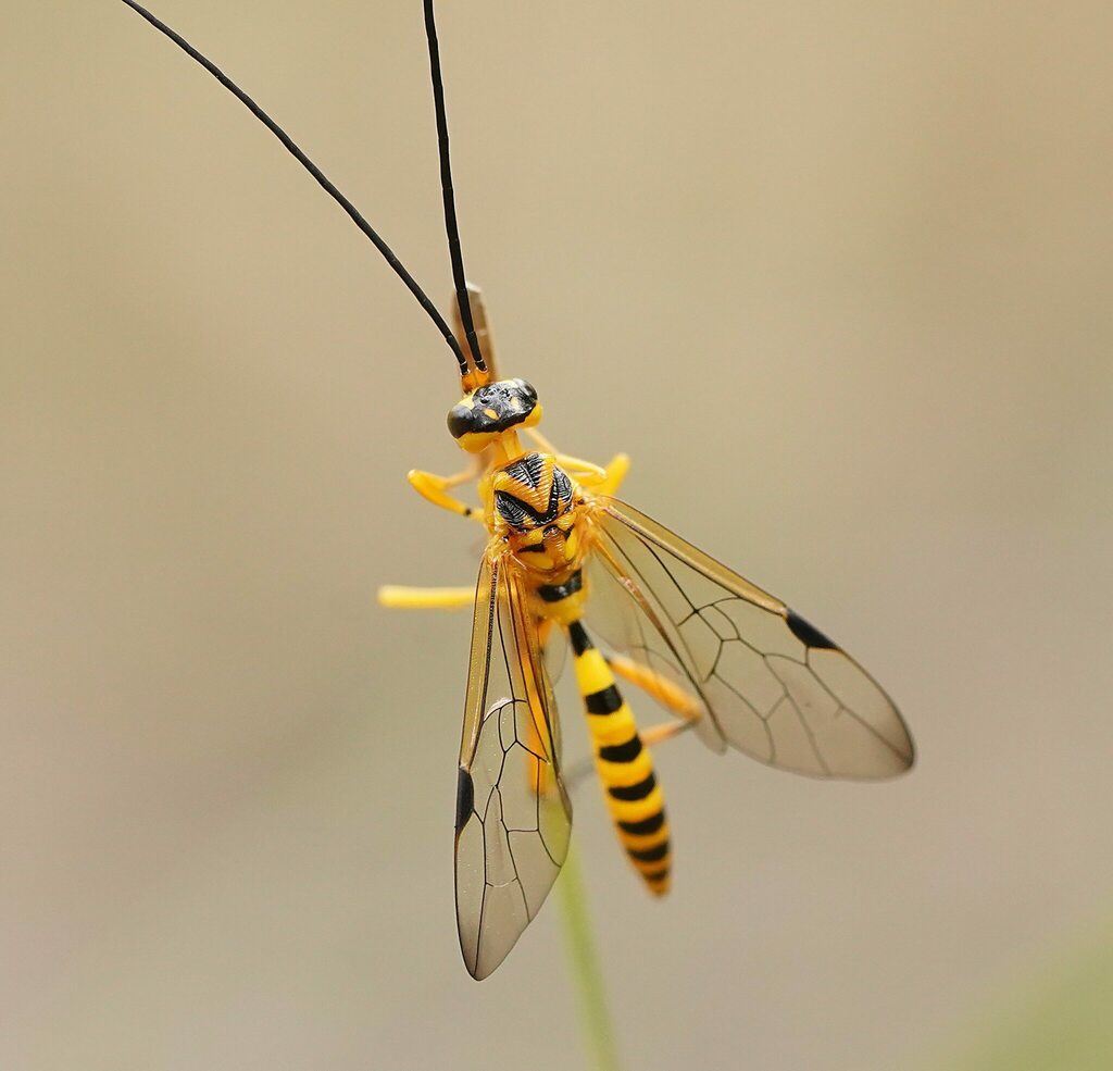 Aulacid Wasps from Yarra Ranges - Dandenongs, Victoria, Australia on ...