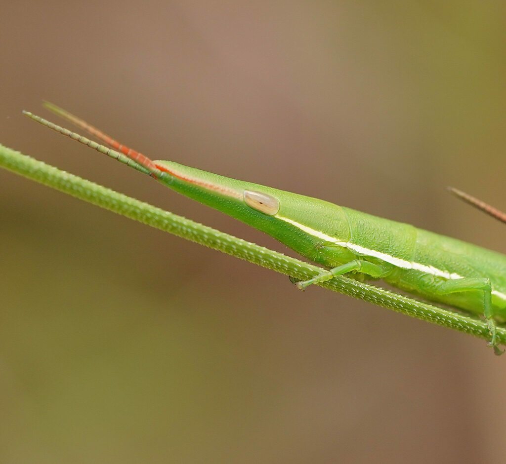 Common Psednura from Yarra Ranges - Dandenongs, Victoria, Australia on ...