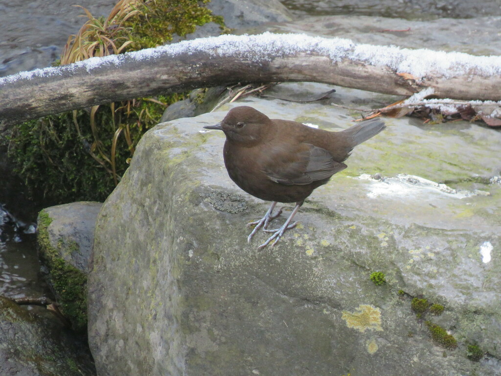 Brown Dipper from Nagakura, Karuizawa, Kitasaku District, Nagano 389 ...