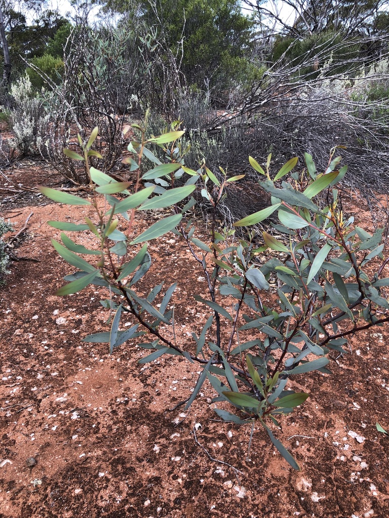 Notable Wattle from Cooyerdoo, SA, AU on January 15, 2024 at 04:43 PM ...