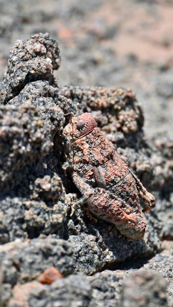 Toad Grasshopper from Karas Region, Namibia on January 14, 2024 at 01: ...