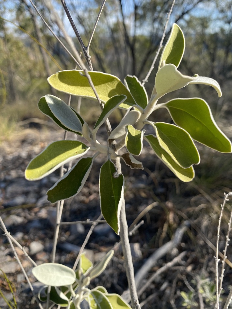 plants from Isla QLD 4719, Australia on June 28, 2023 at 02:52 PM by ...