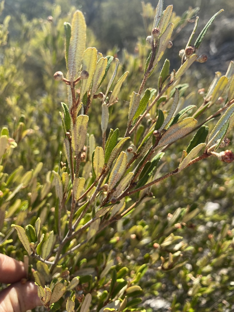 Phebalium nottii from Isla QLD 4719, Australia on June 28, 2023 at 02: ...