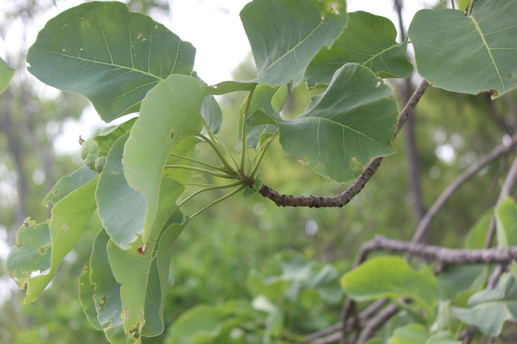 flowering plants from Tiwi, Northern Territory, Australia on January 9 ...