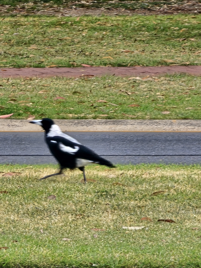Australian Magpie from Adelaide Airport SA 5950, Australia on January ...