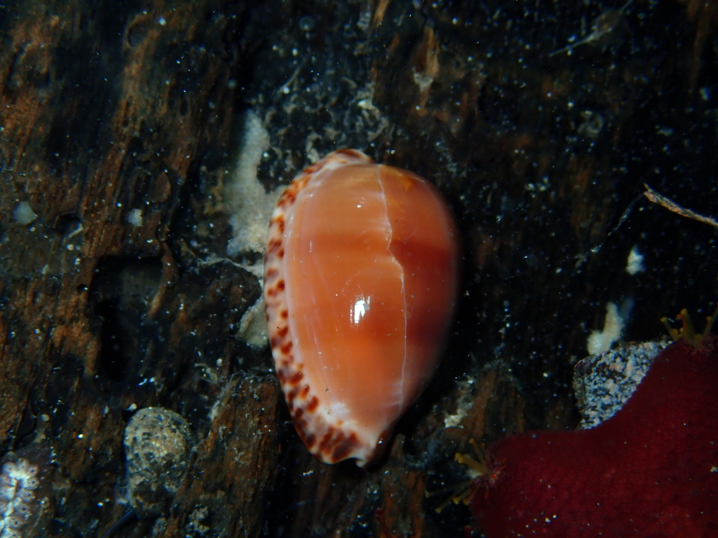 Compton's cowrie from Shire of Mornington Peninsula, VIC, Australia on ...