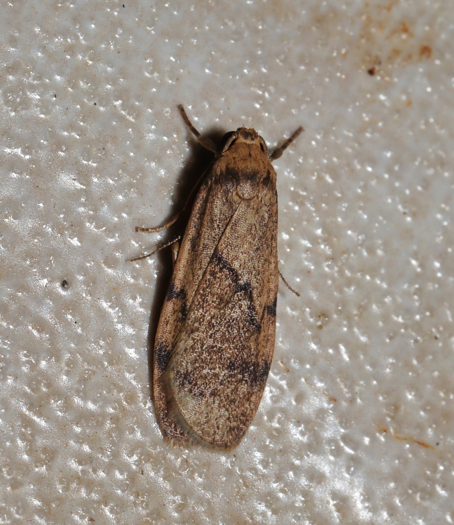 Lambula transcripta from Witta QLD 4552, Australia on January 15, 2024 ...