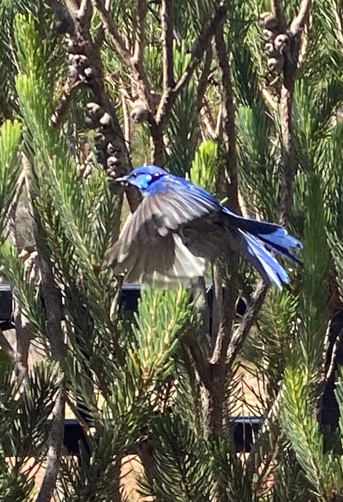 Splendid Fairywren from Freeth Turn, South Guildford, WA, AU on January ...