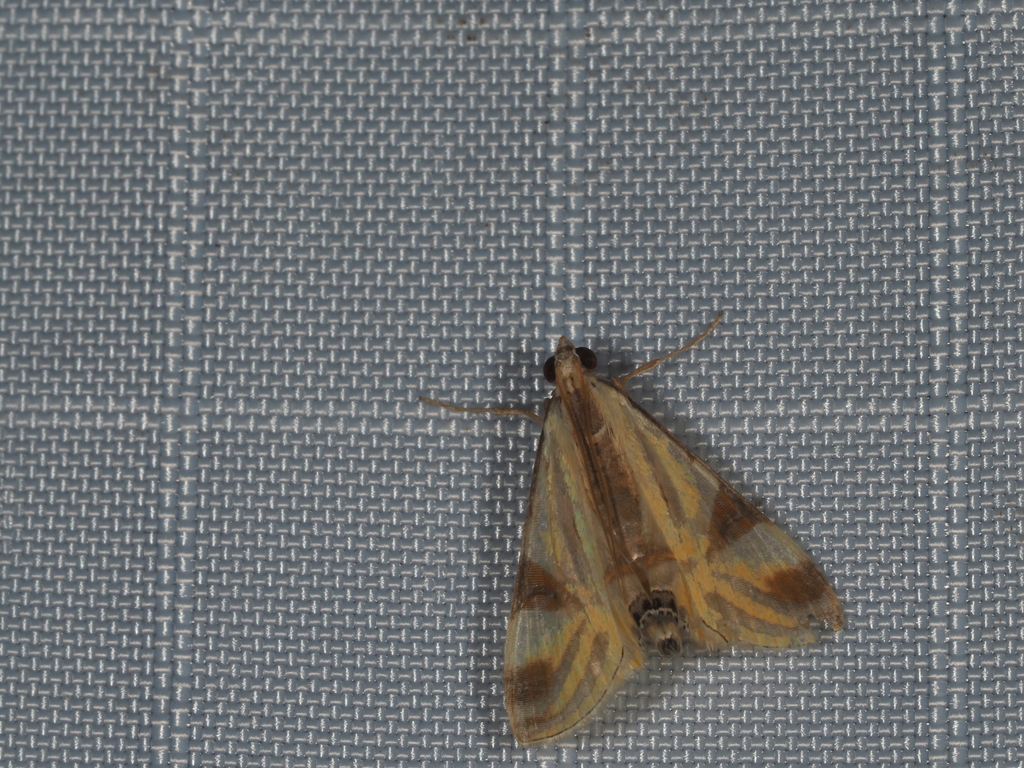 Fig Leaf Moth from West Epping, NSW, Australia on January 6, 2024 at 02 ...