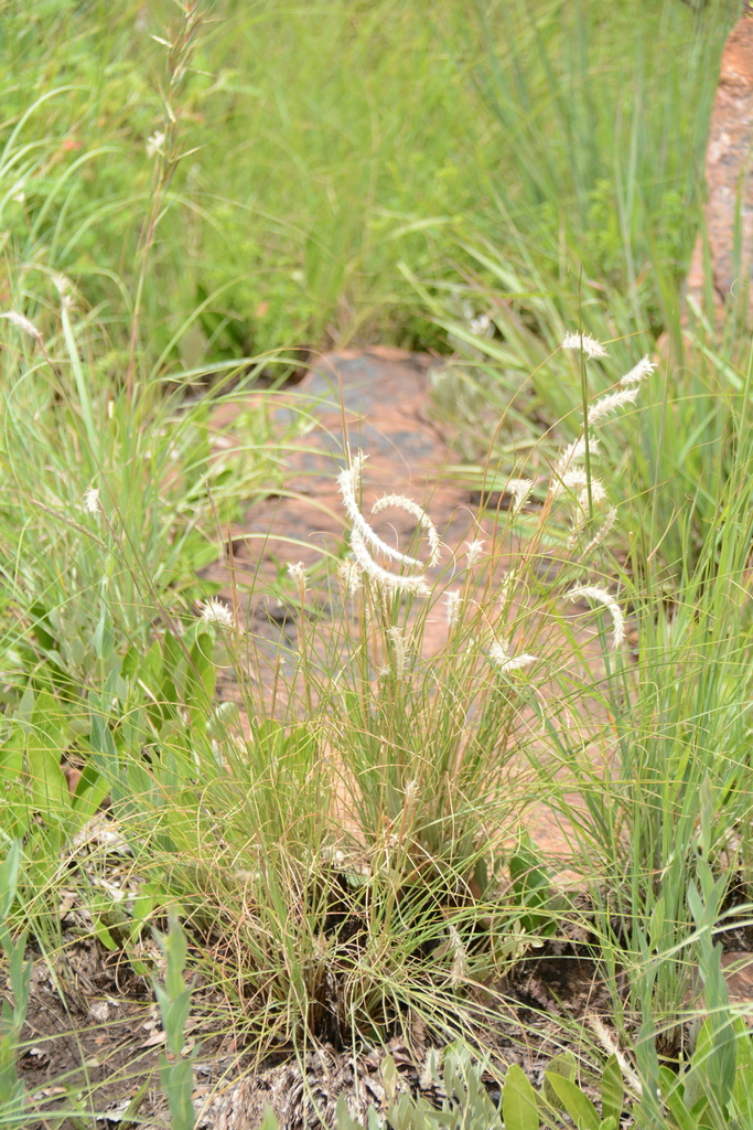 Wire Grass from Mponeng Gatsrand on January 12, 2024 at 12:39 PM by ...