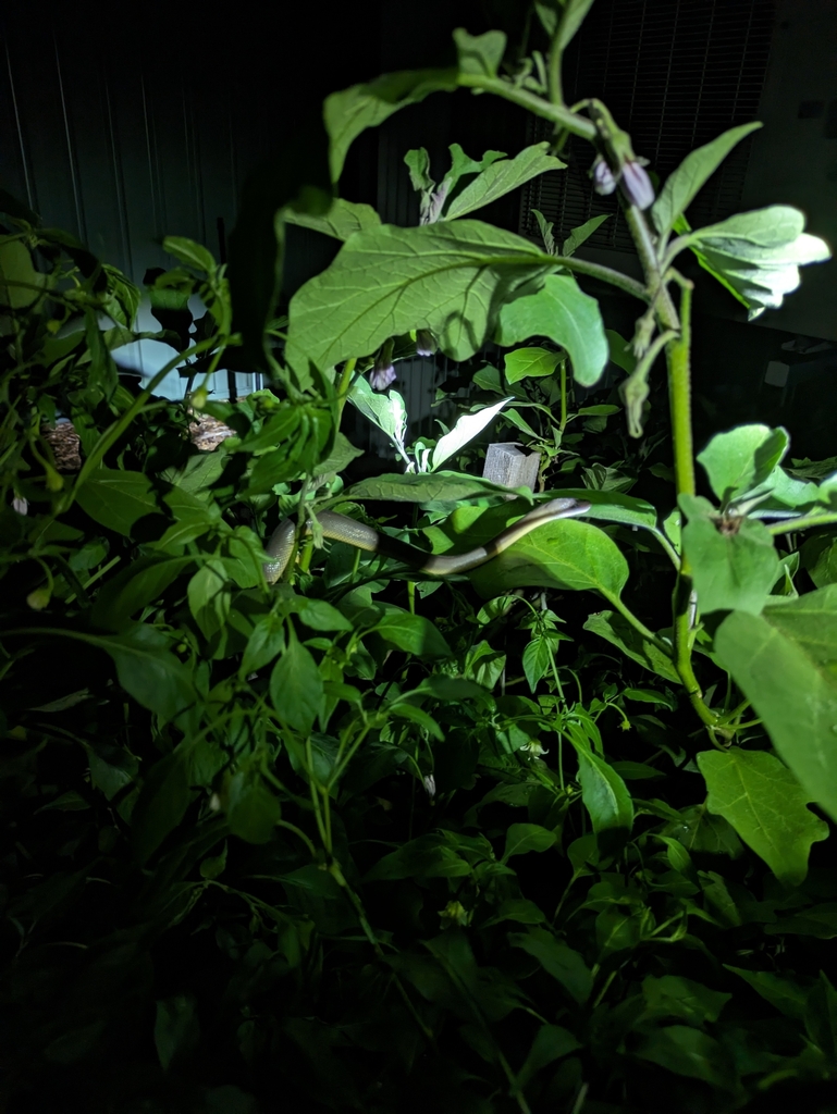Water Python from Rapid Creek NT 0810, Australia on January 15, 2024 at ...