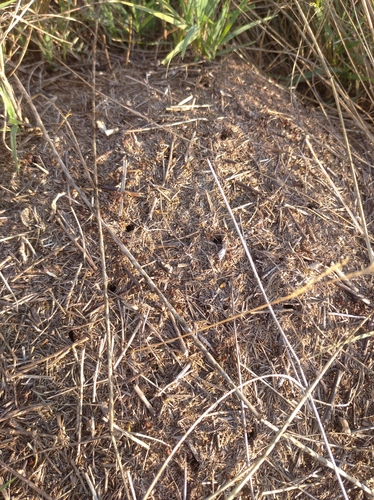 Photo 346345854, (c) Bakos Ádám, some rights reserved (CC BY-NC ...