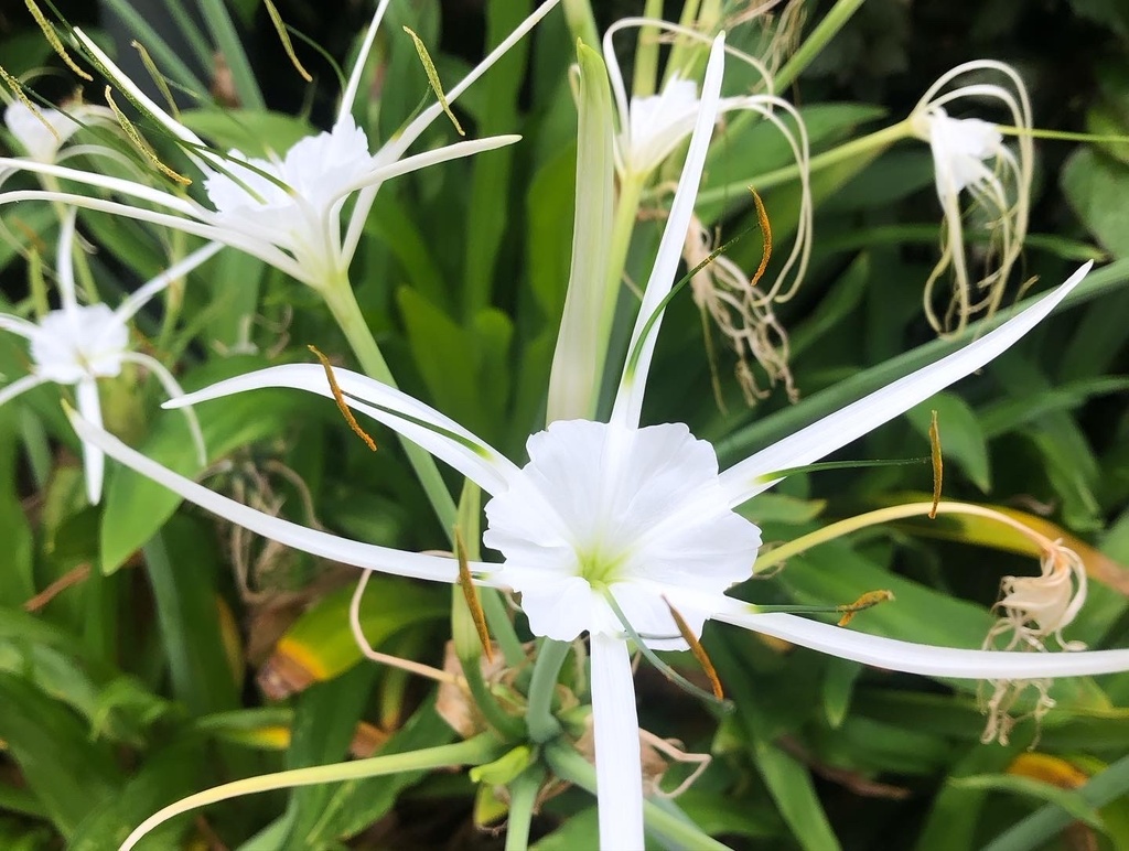 Beach Spider Lily from Great Barrier Reef, Cape Conway, QLD, AU on ...