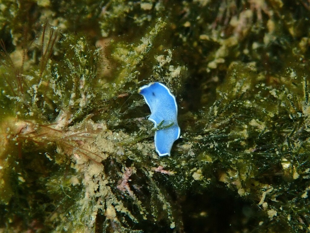 Cycloporus from Portland VIC 3305, Australia on January 14, 2024 at 09: ...