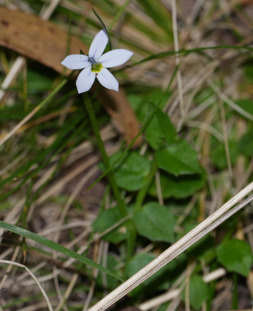 Lobelias from Moonan Brook NSW 2337, Australia on December 9, 2023 at ...