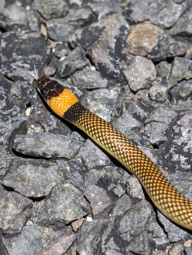 Orange-naped Snake from Ord River WA 6770, Australia on January 14 ...