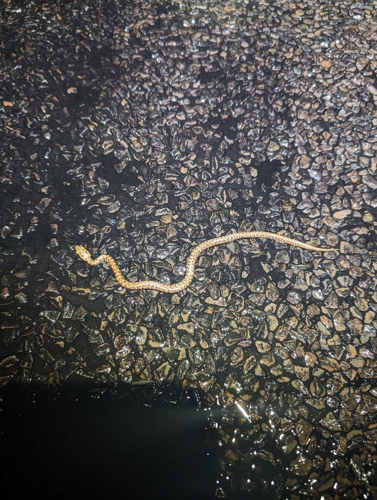 Children's Python from Lake Argyle WA 6743, Australia on January 14 ...
