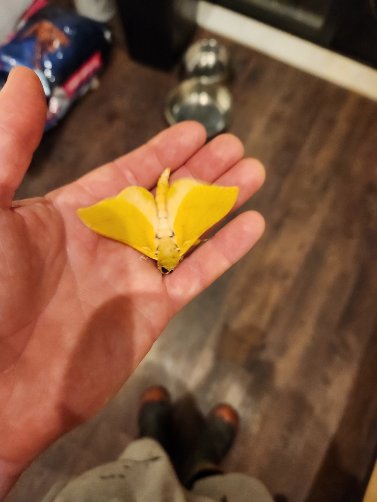 Puriri moth from Whenuakite 3591, New Zealand on January 15, 2024 at 11 ...