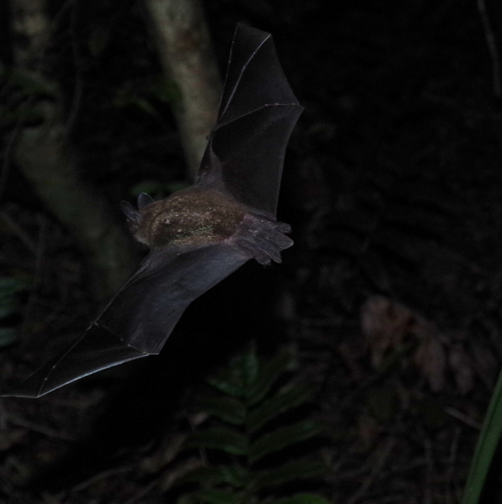 New Zealand Lesser Short-tailed Bat from Southland District, Southland ...