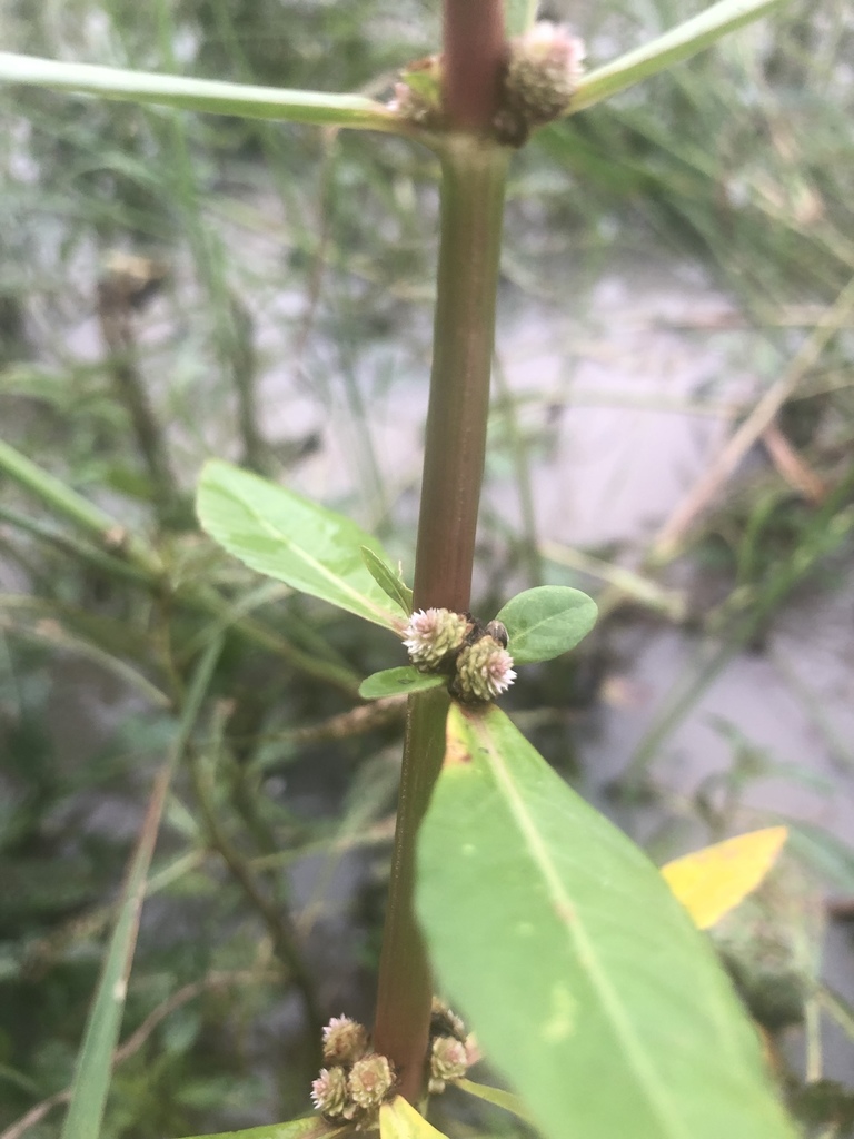 Bergia (Elatinaceae (Waterwort) Family of the Pacific Northwest ...