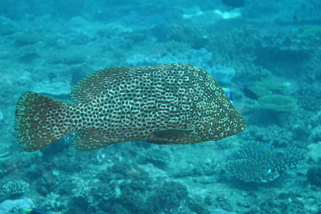 Smooth Grouper from Mida Creek Road, J2P3+VJW, Watamu, Kenya on January ...