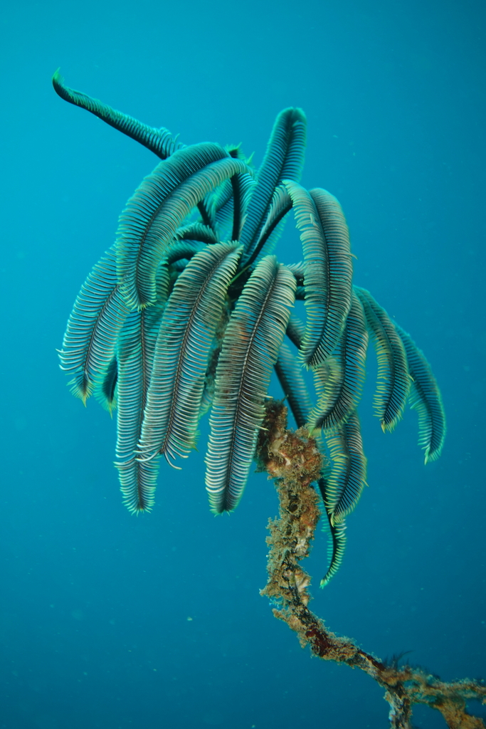 Beautiful Feather Star from Mida Creek Road, J2P3+VJW, Watamu, Kenya on ...