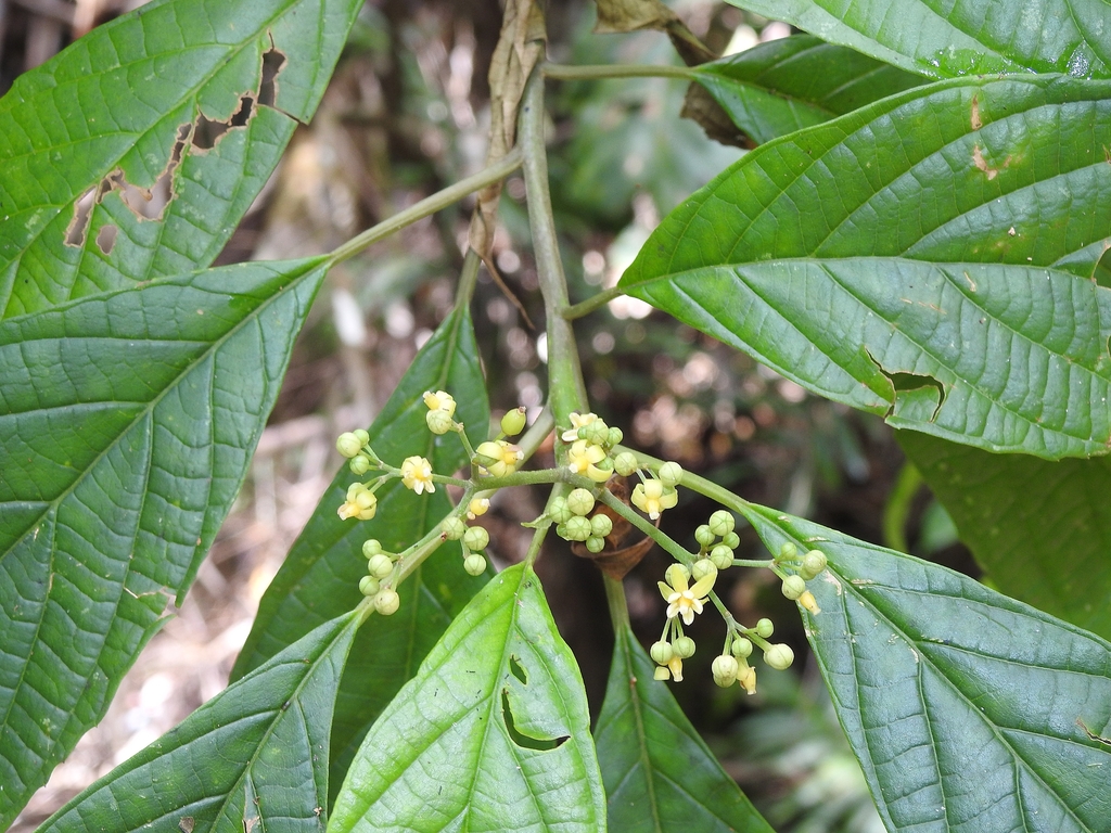 Native Hydrangea from Pinnacle Rd Track, Julatten QLD 4871, Australia ...